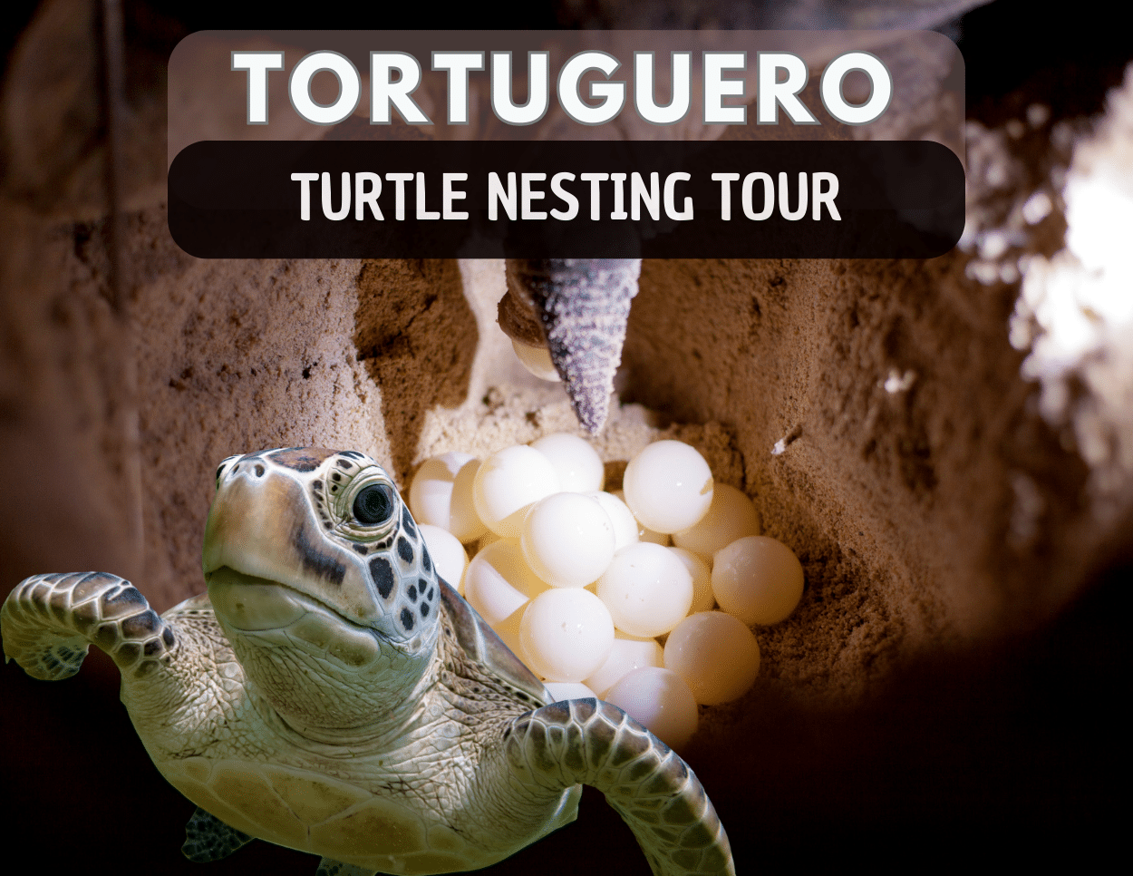 Turtle Nesting Tour In Tortuguero - Night Tour